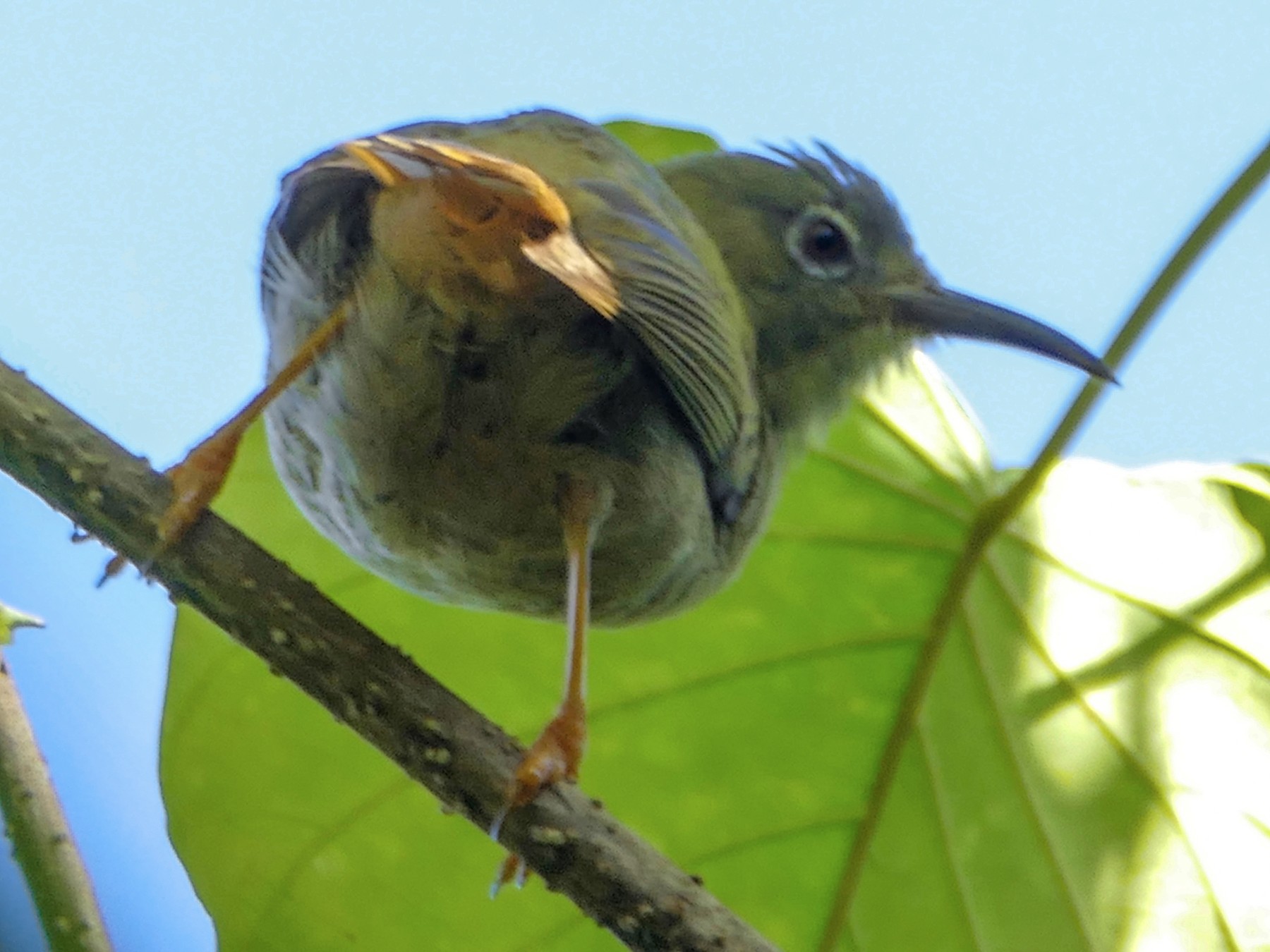 Long-billed White-eye - eBird