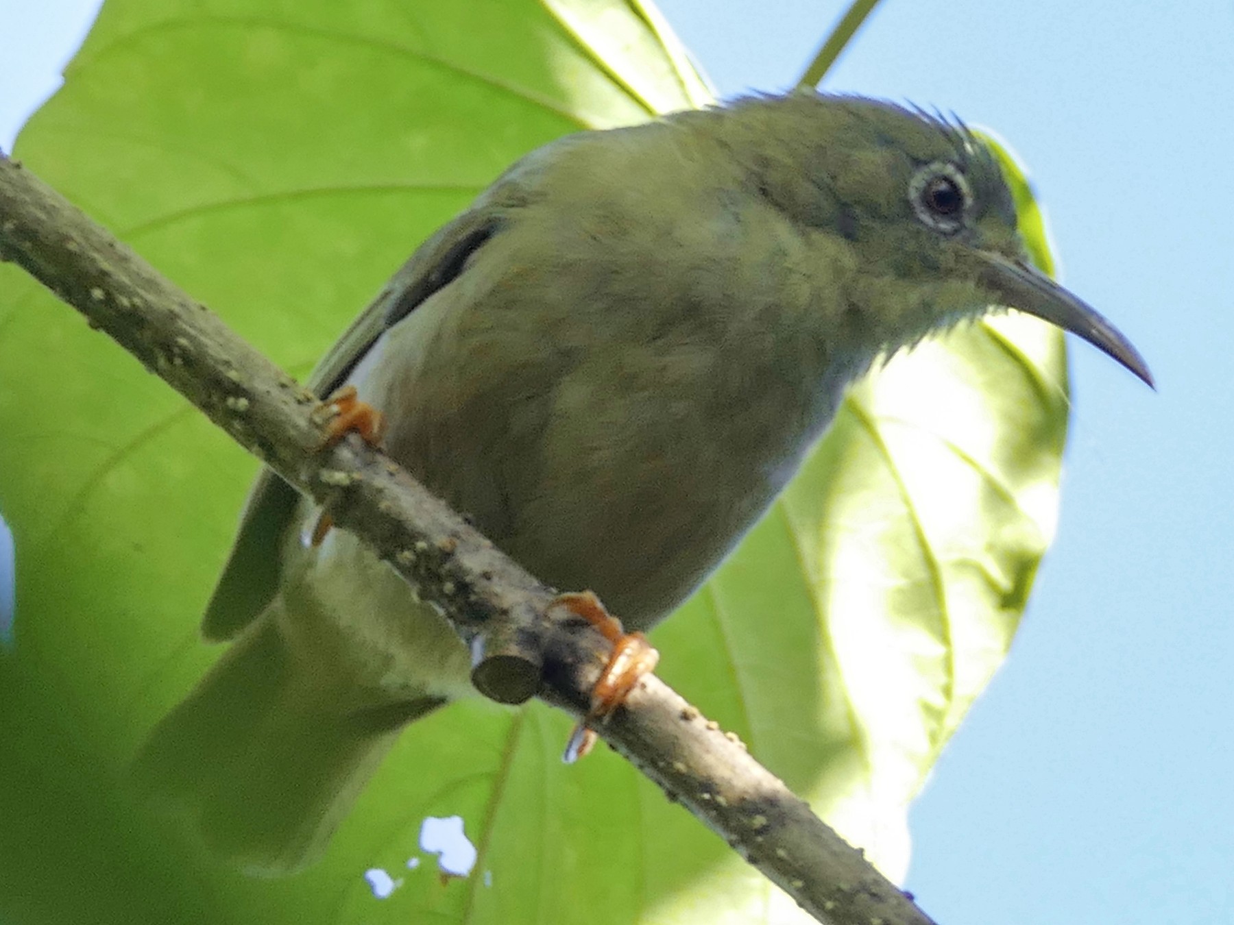 Long-billed White-eye - eBird