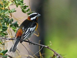 Western Spindalis - eBird