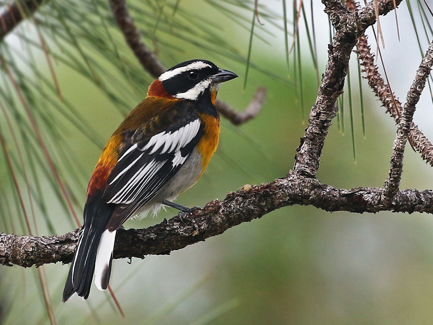 Western Spindalis - eBird