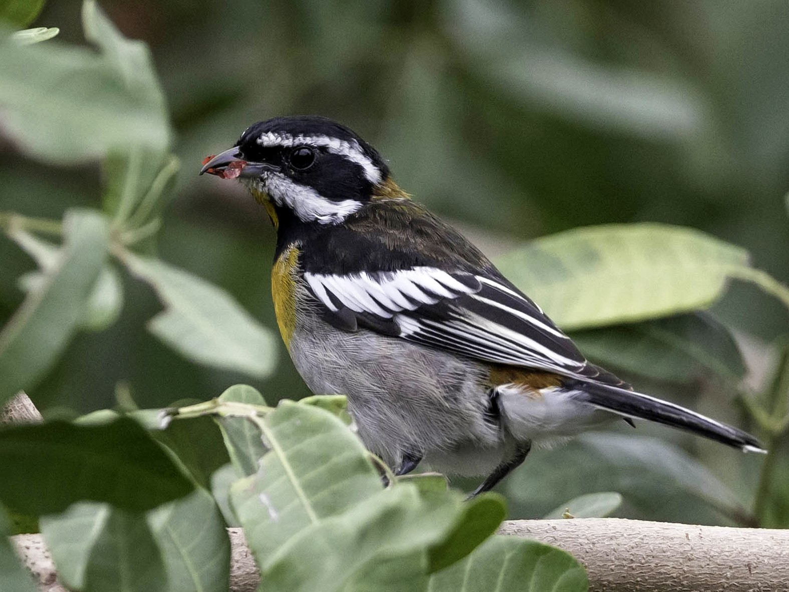 Western Spindalis - eBird