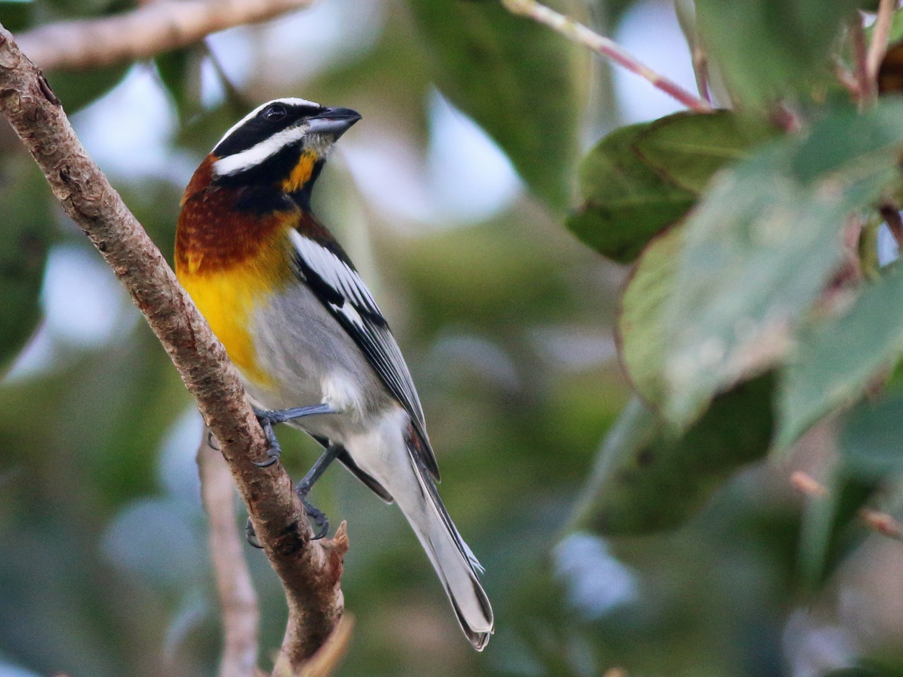 Western Spindalis - eBird