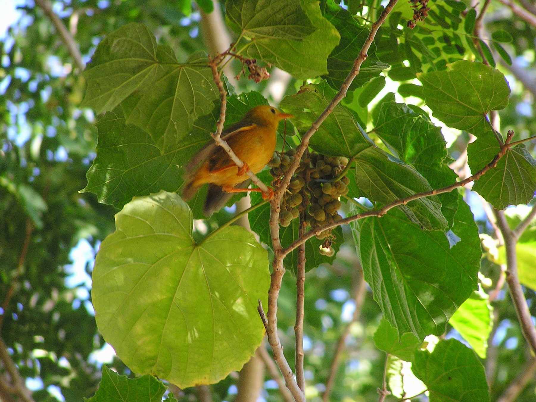 Golden White-eye - eBird