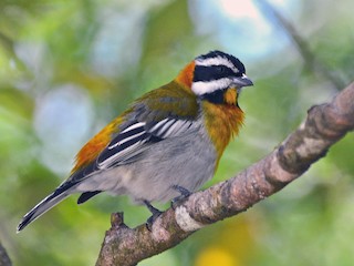 Western Spindalis - eBird