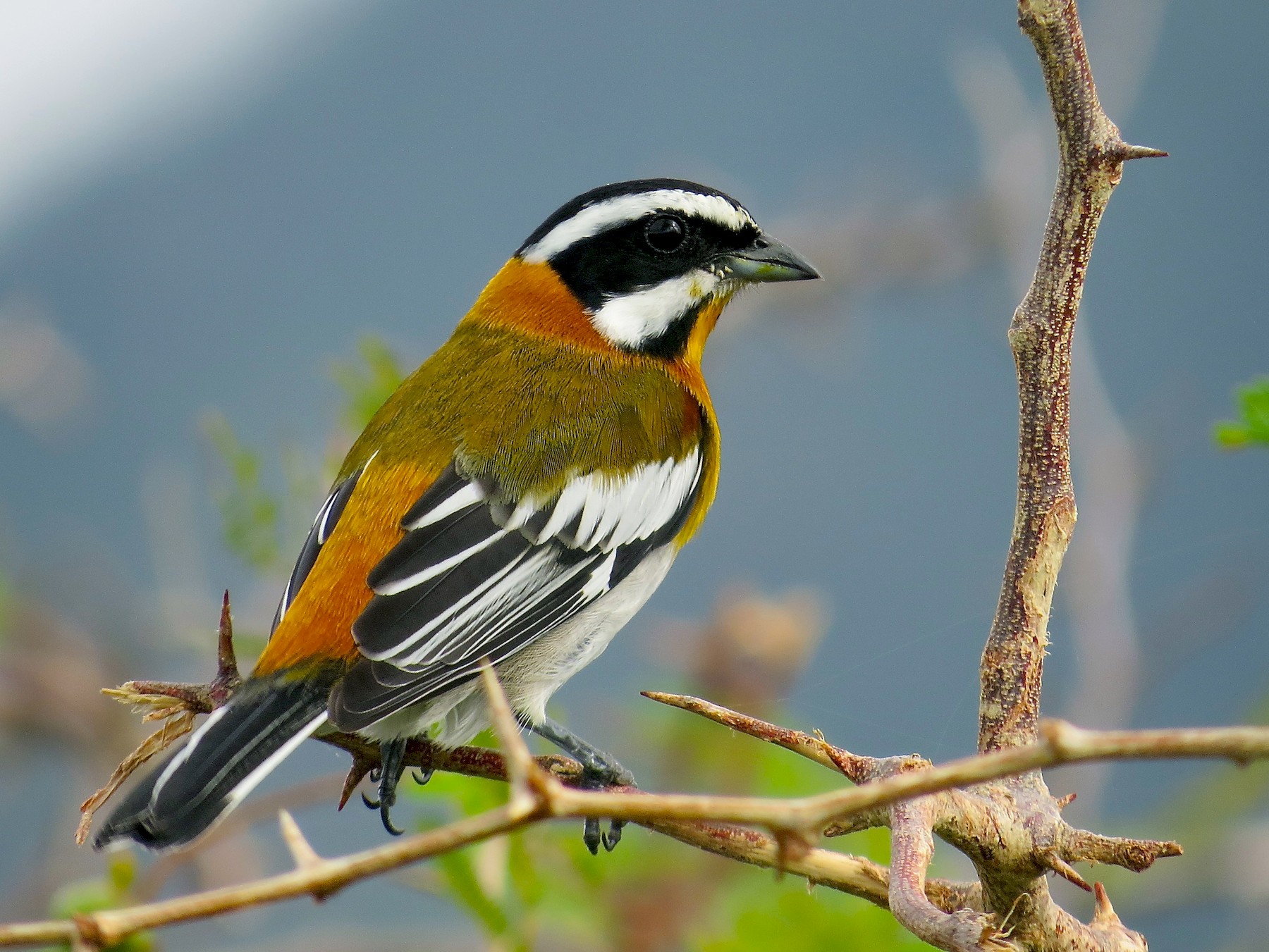 Western Spindalis - eBird