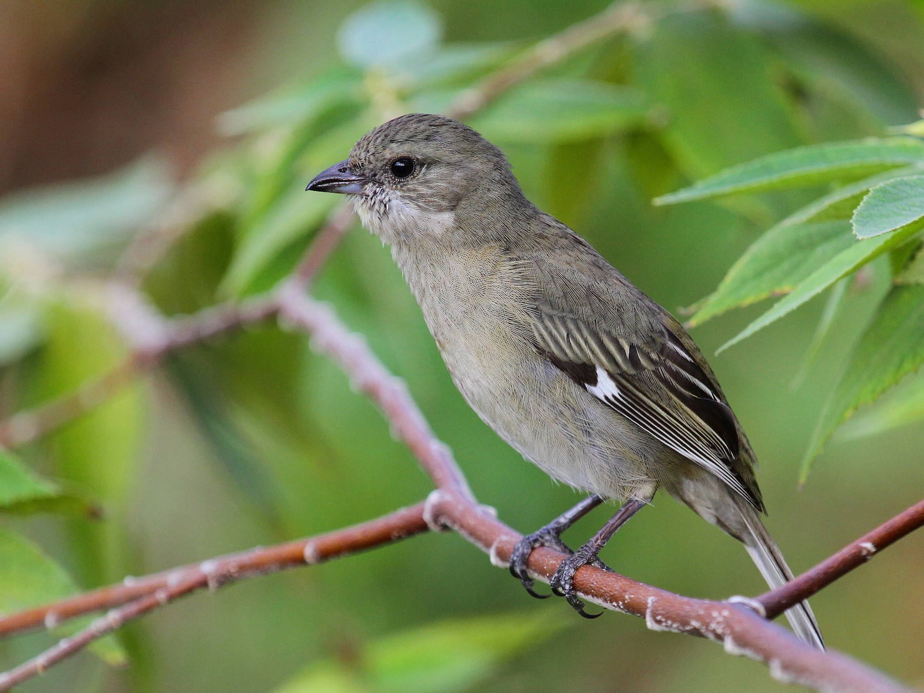 Cigua Cubana - eBird