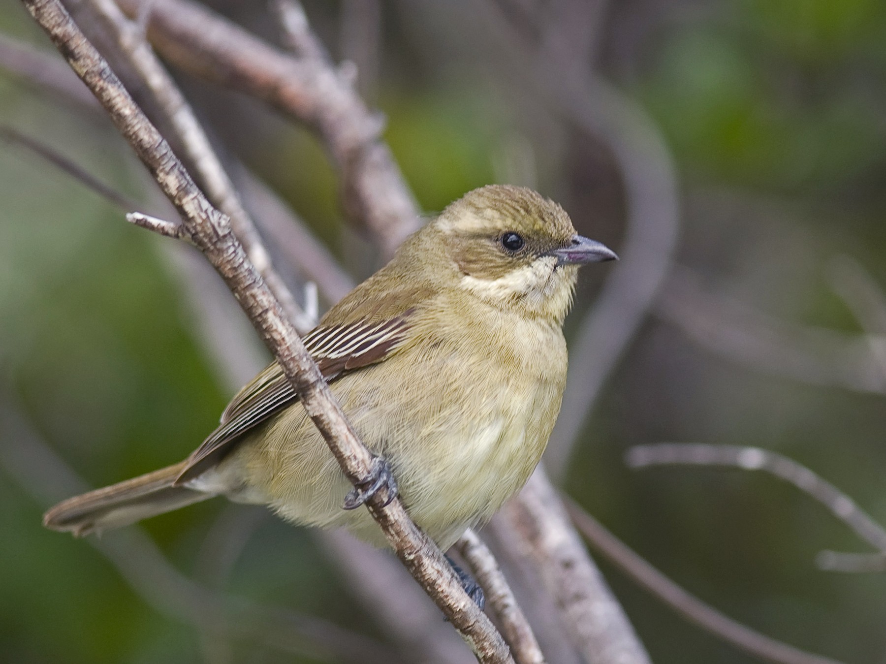 Western Spindalis - eBird