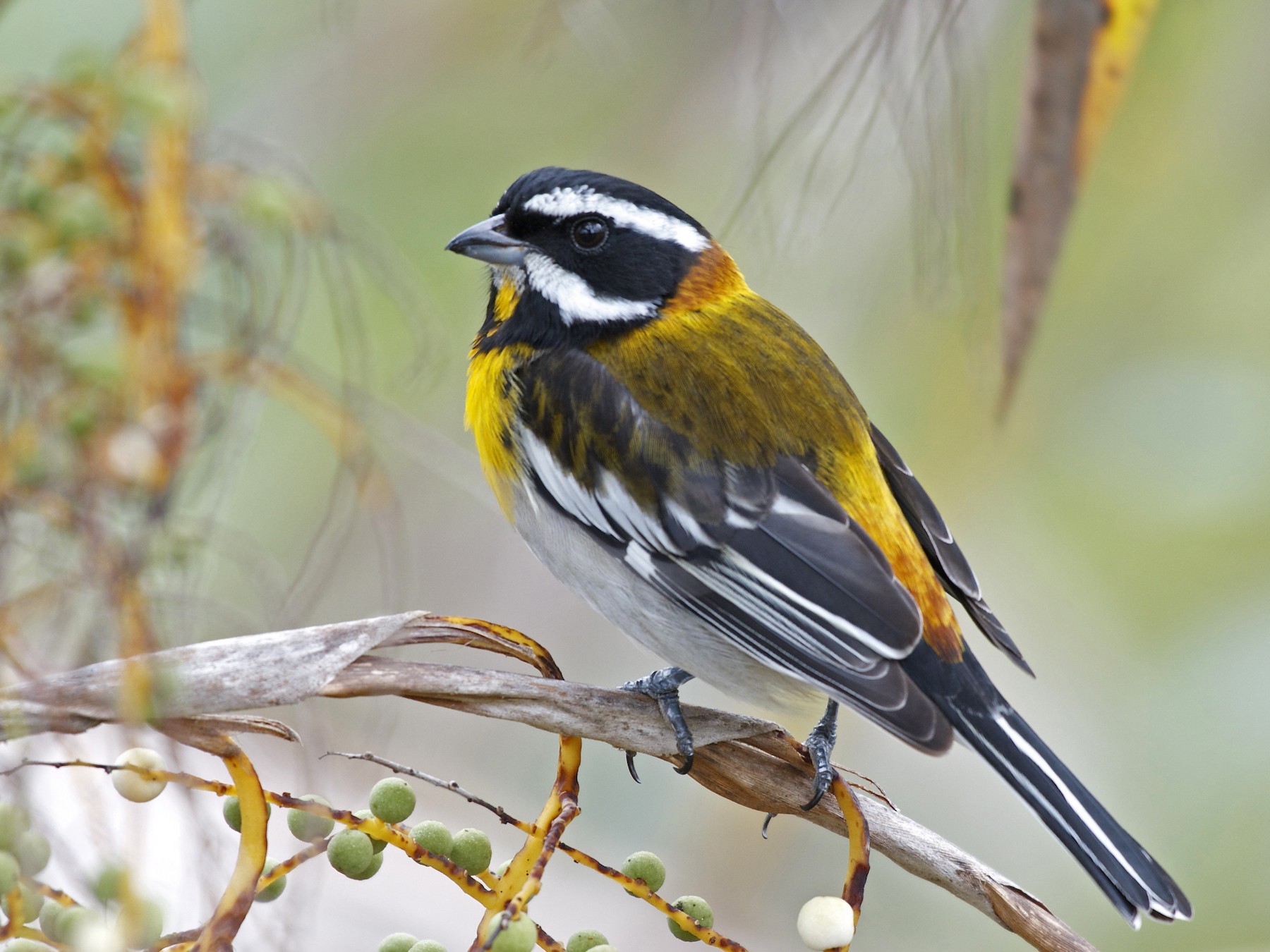 Western Spindalis - eBird