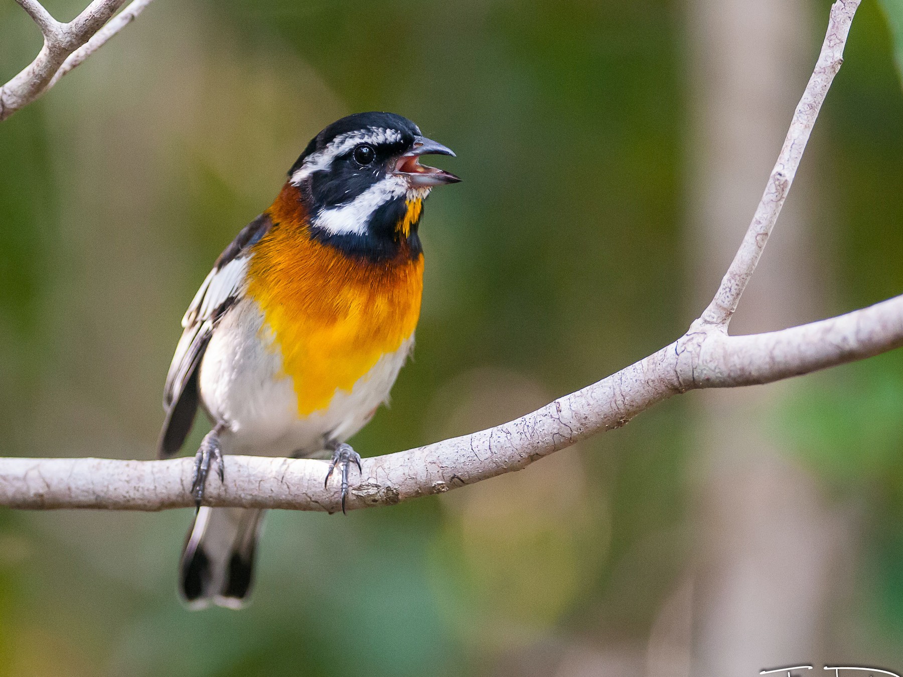 Western Spindalis - eBird