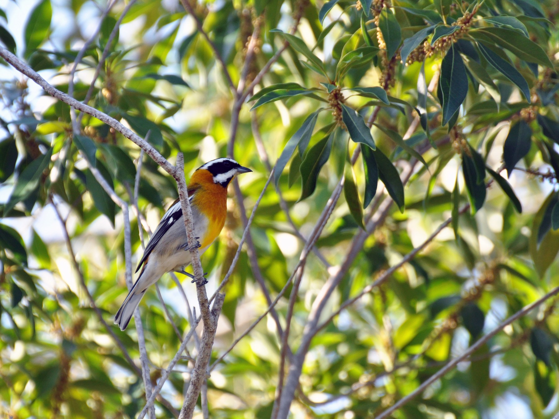 Western Spindalis - eBird