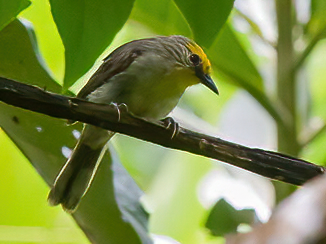 Golden-crowned Babbler - eBird