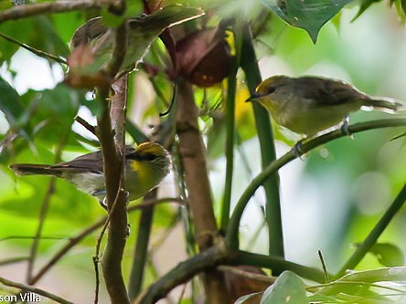 Golden-crowned Babbler - eBird