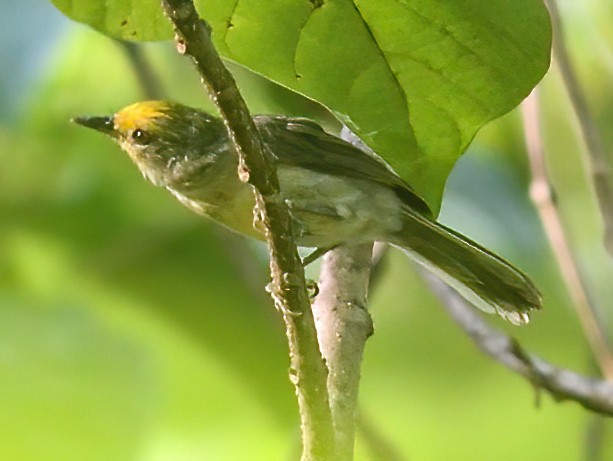 Golden-crowned Babbler - eBird
