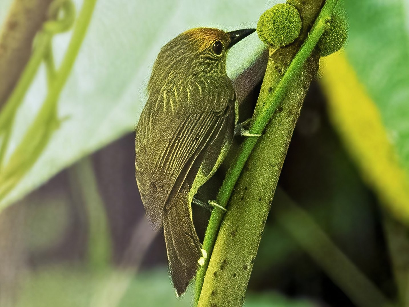 Golden-crowned Babbler - eBird