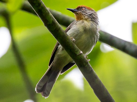 Rusty-crowned Babbler - eBird