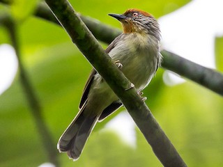 Rusty-crowned Babbler - eBird