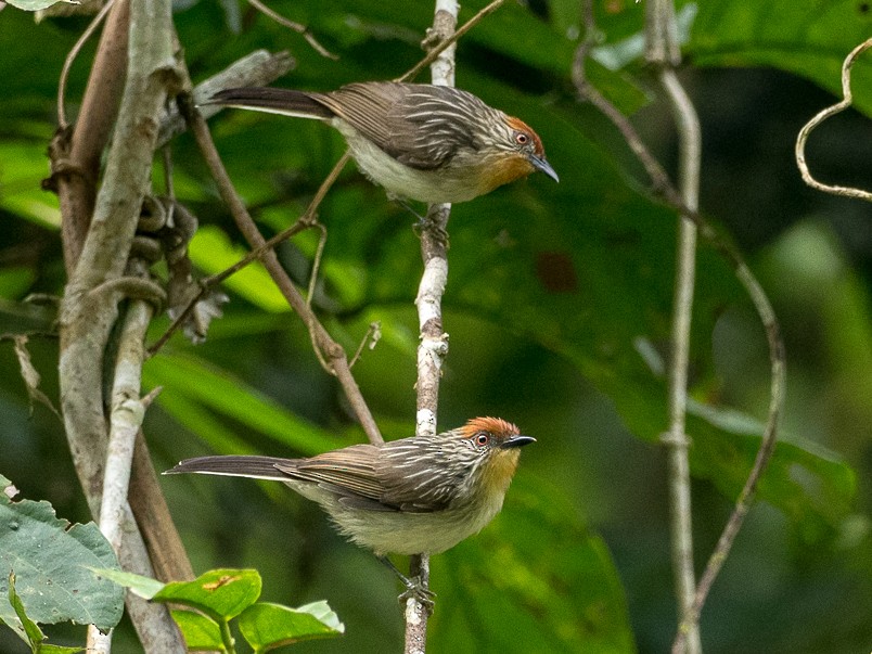 Rusty-crowned Babbler - eBird