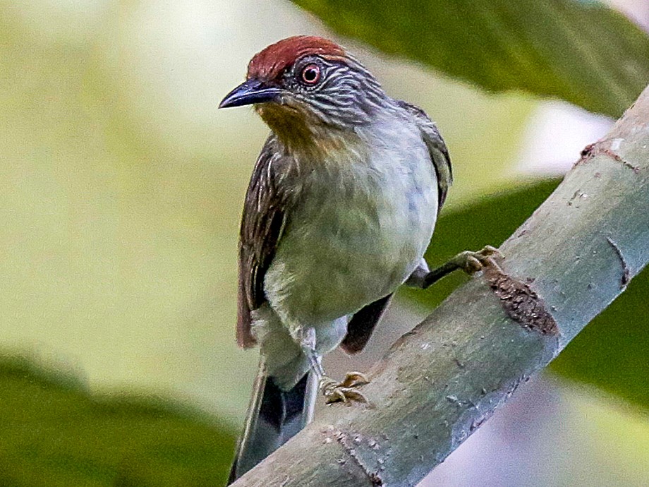 Rusty-crowned Babbler - eBird