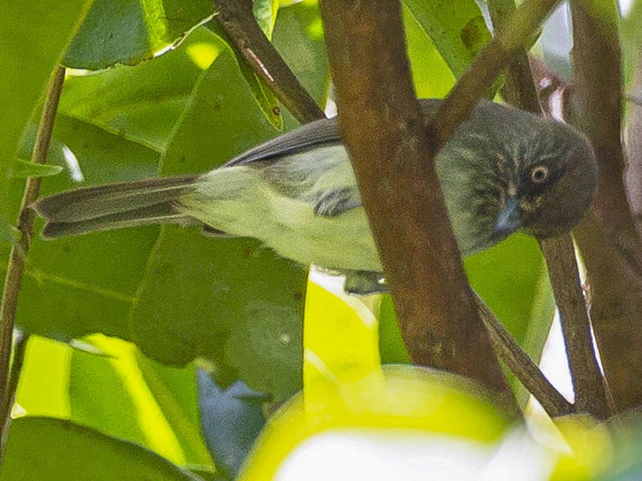 Visayan Pygmy Babbler - eBird