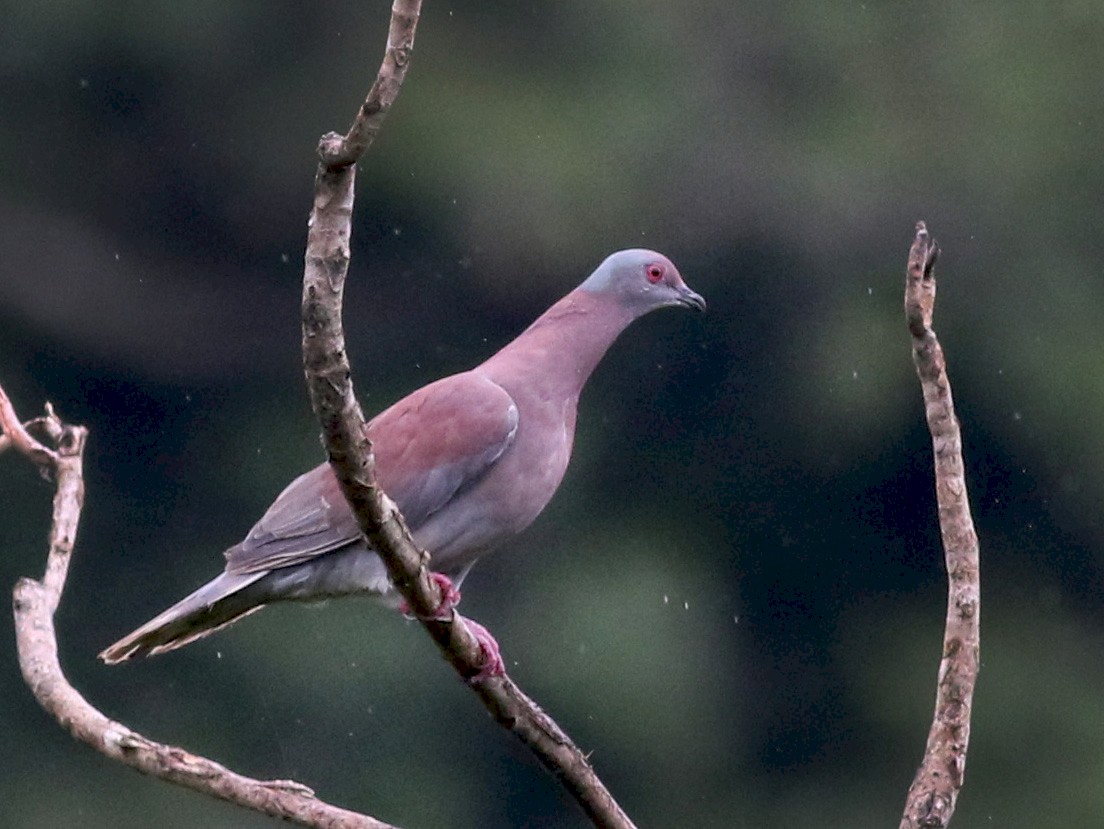 Pale-vented Pigeon - eBird