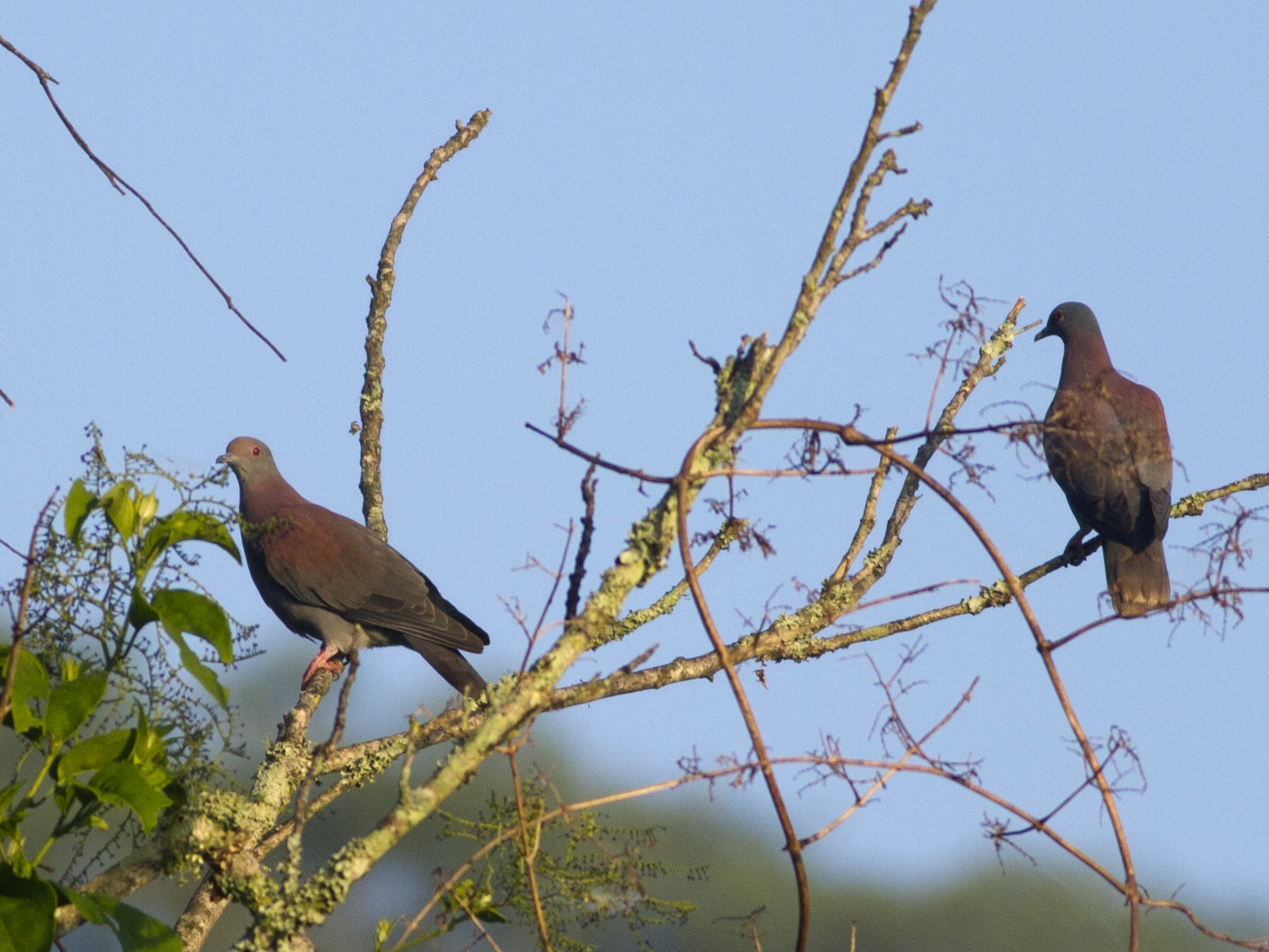 Pale-vented Pigeon - eBird