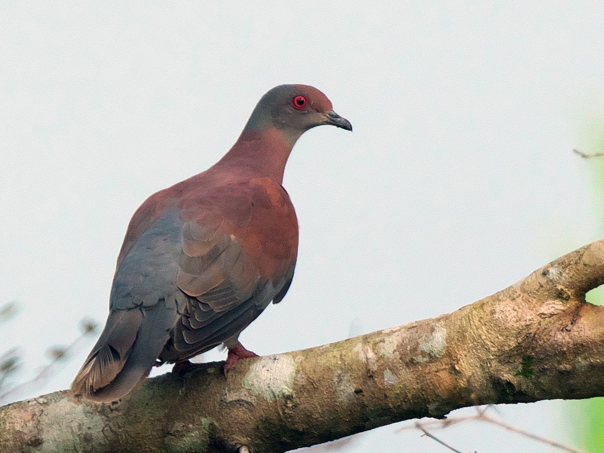Pale-vented Pigeon - Patagioenas cayennensis - Birds of the World