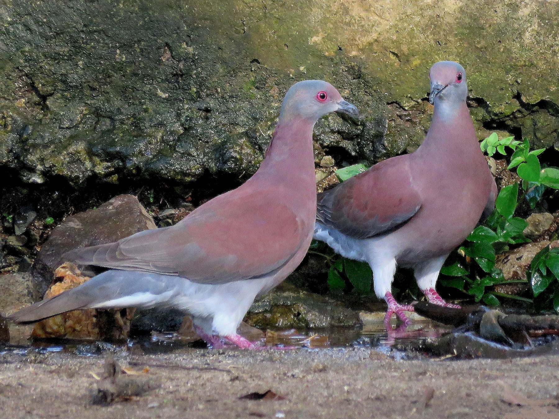 Pale-vented Pigeon - eBird
