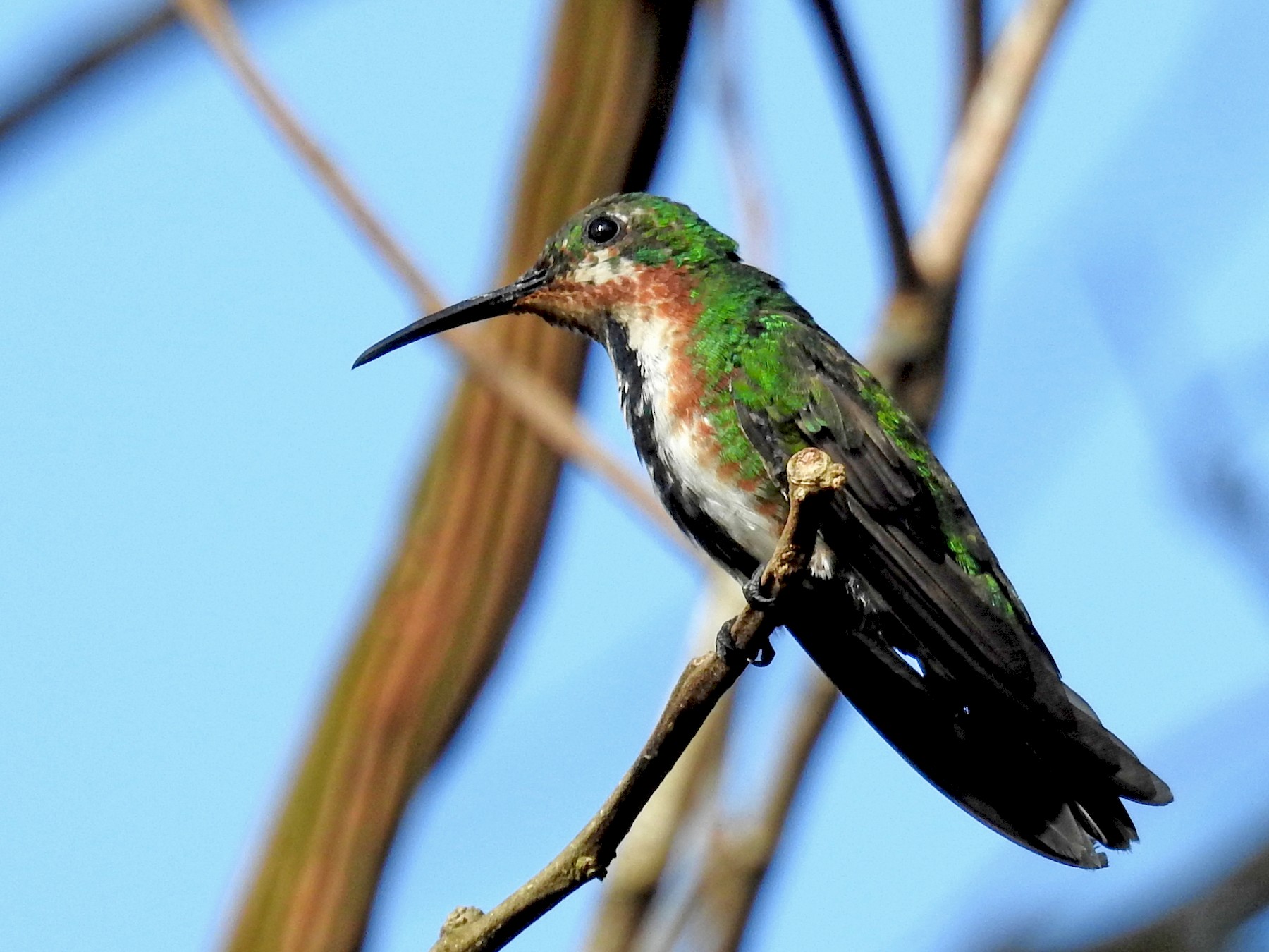 Green-breasted Mango - eBird