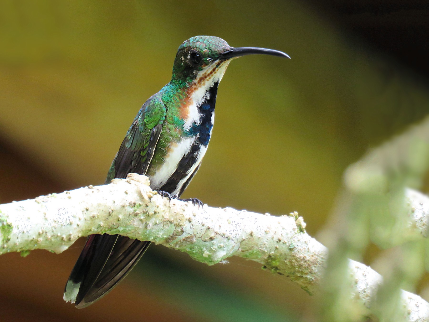Green-breasted Mango - eBird