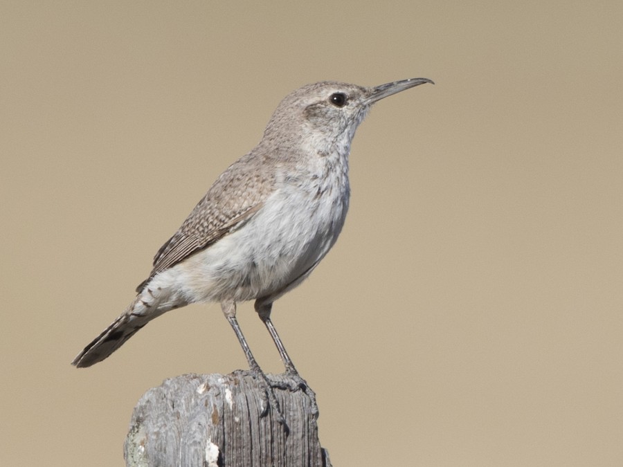 Rock Wren - eBird