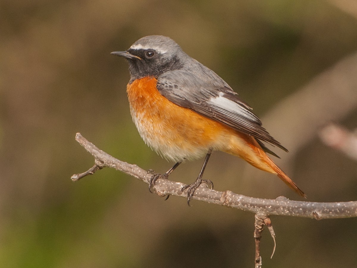 Common Redstart - Phoenicurus phoenicurus - Birds of the World