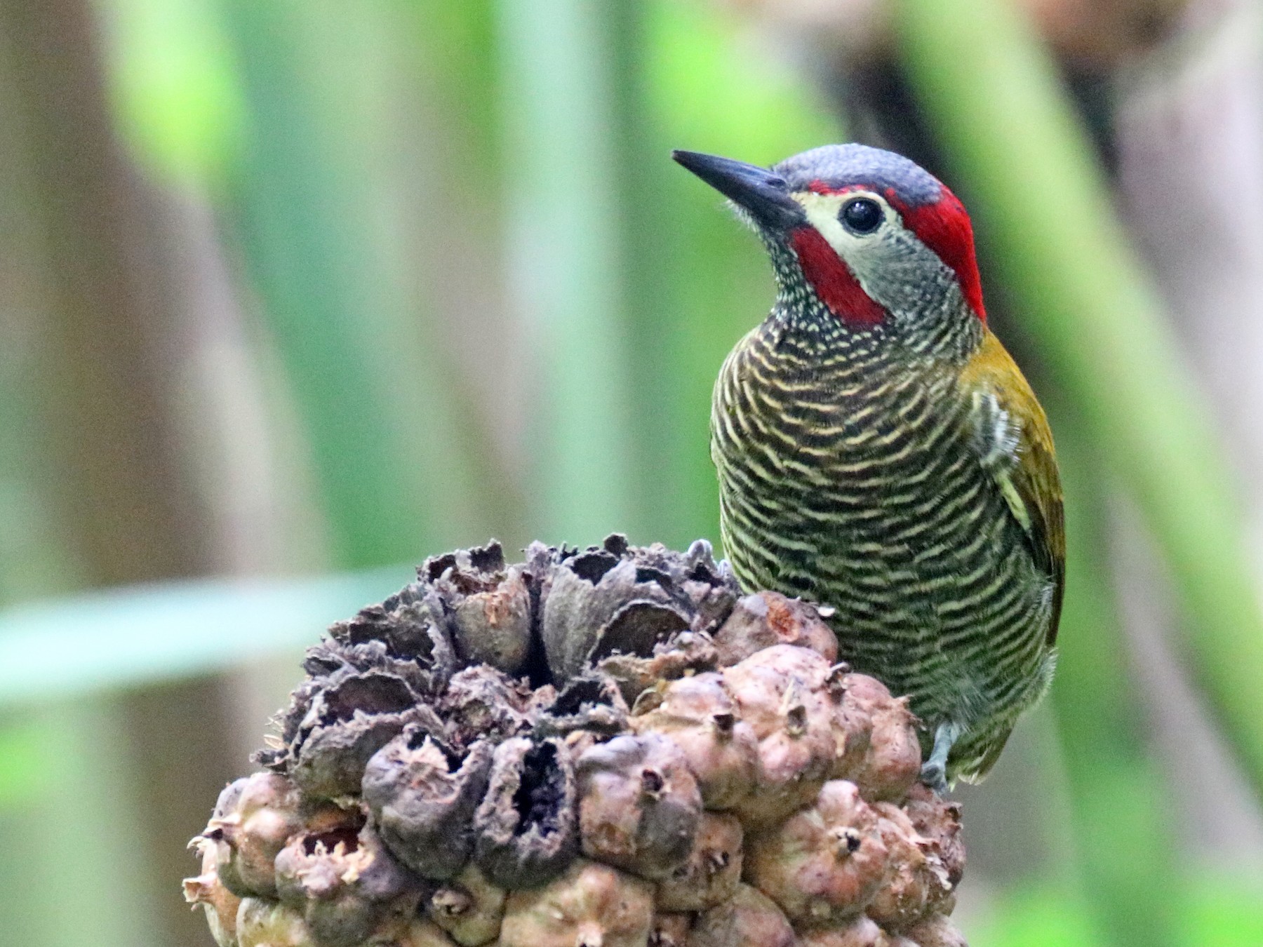 Carpintero oliváceo - eBird