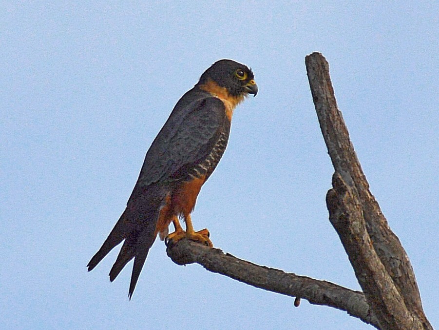 Bat Falcon - eBird