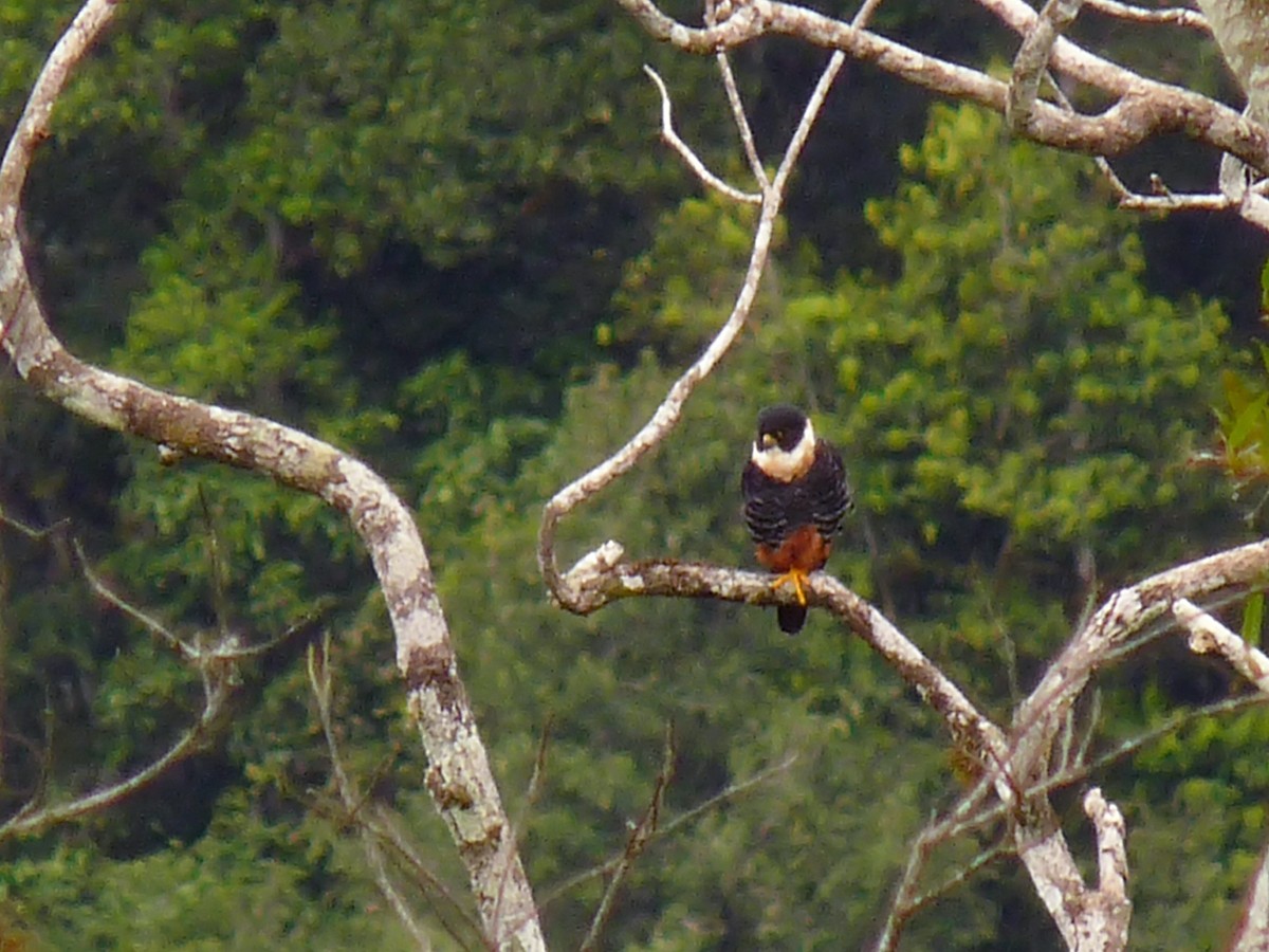 Bat Falcon - eBird