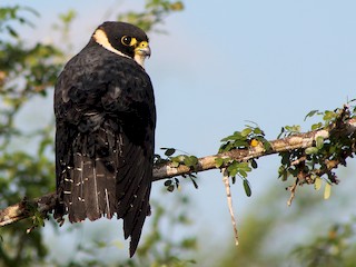 Bat Falcon - eBird