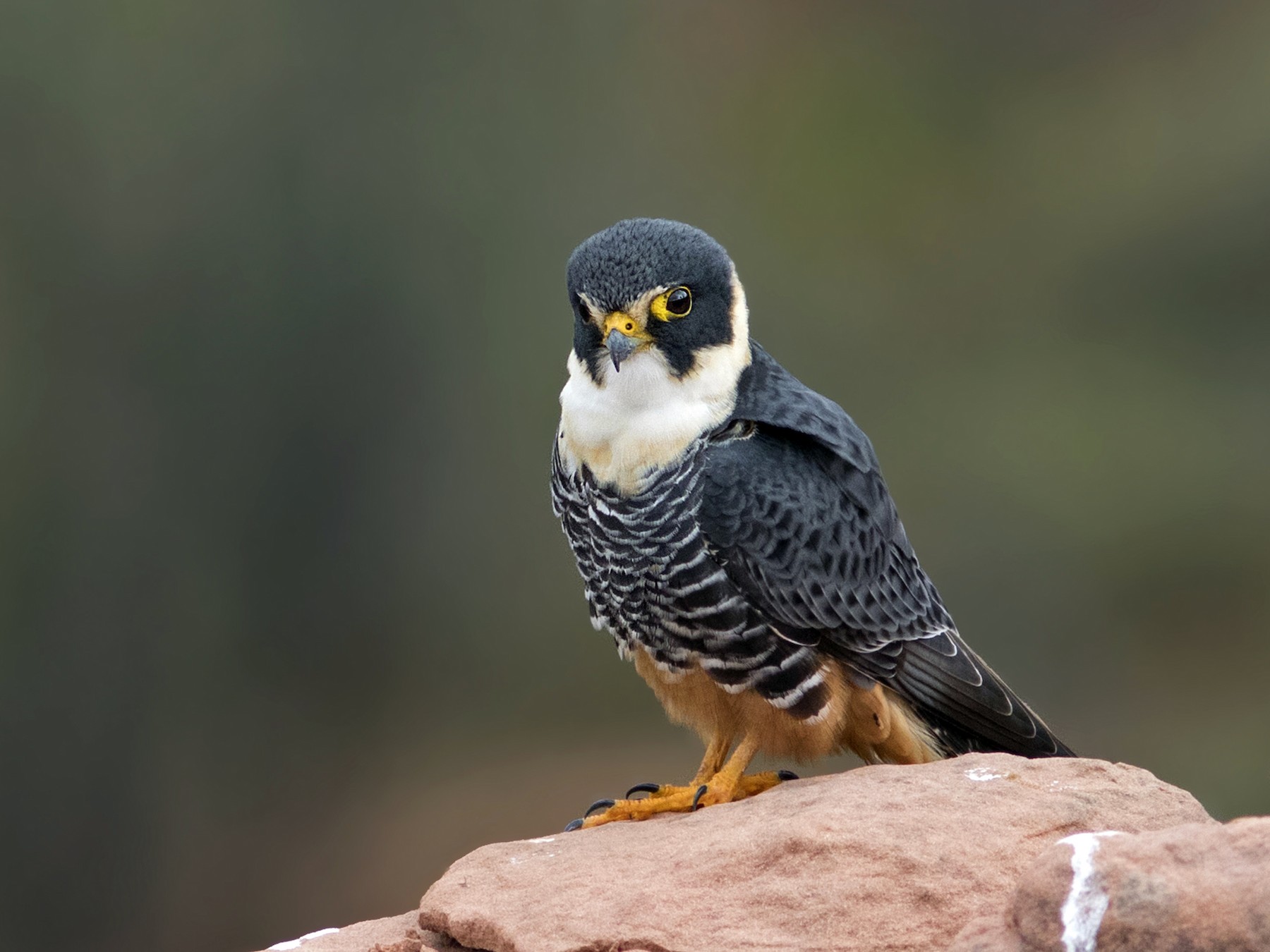 Bat Falcon - eBird