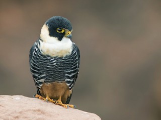Bat Falcon - eBird
