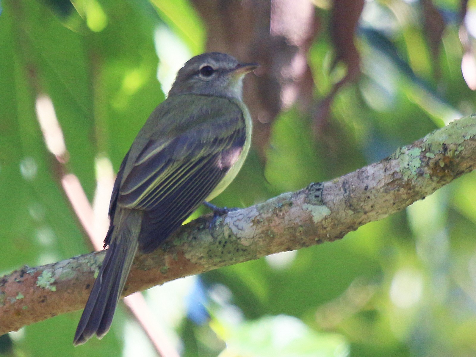 Greenish Elaenia - eBird