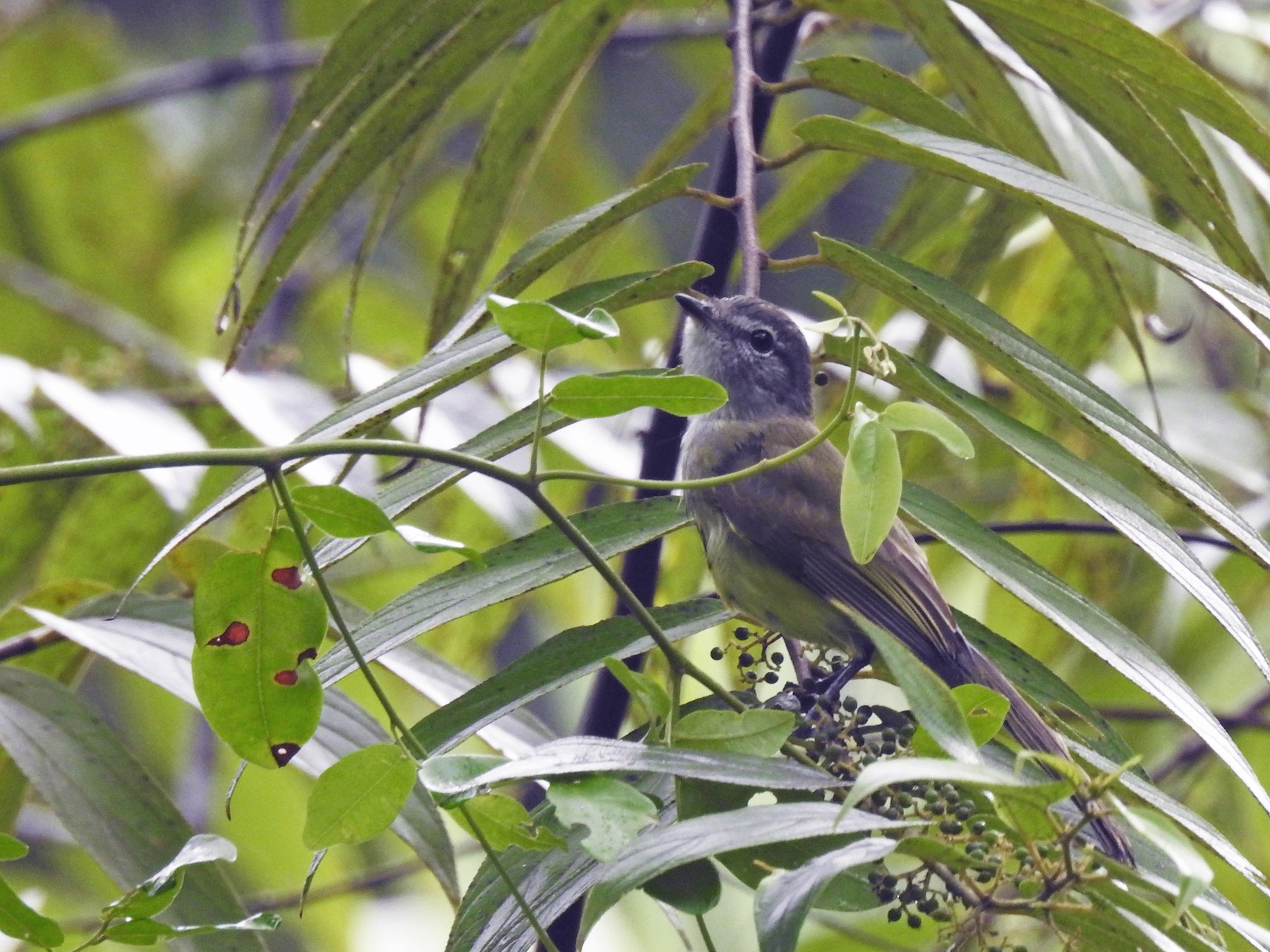Fiofío verdoso - eBird