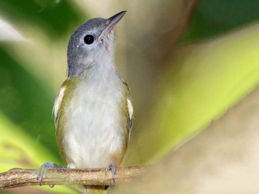 Lesser Greenlet - Pachysylvia decurtata - Birds of the World