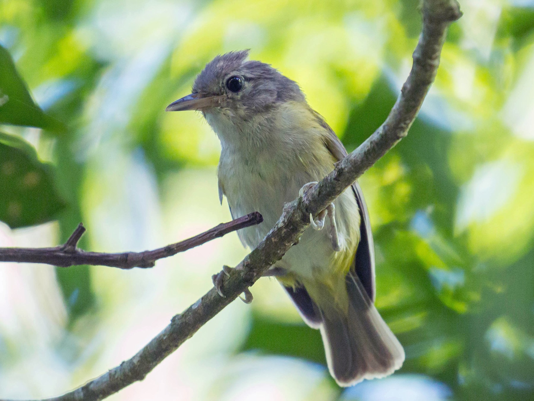 Lesser Greenlet - eBird