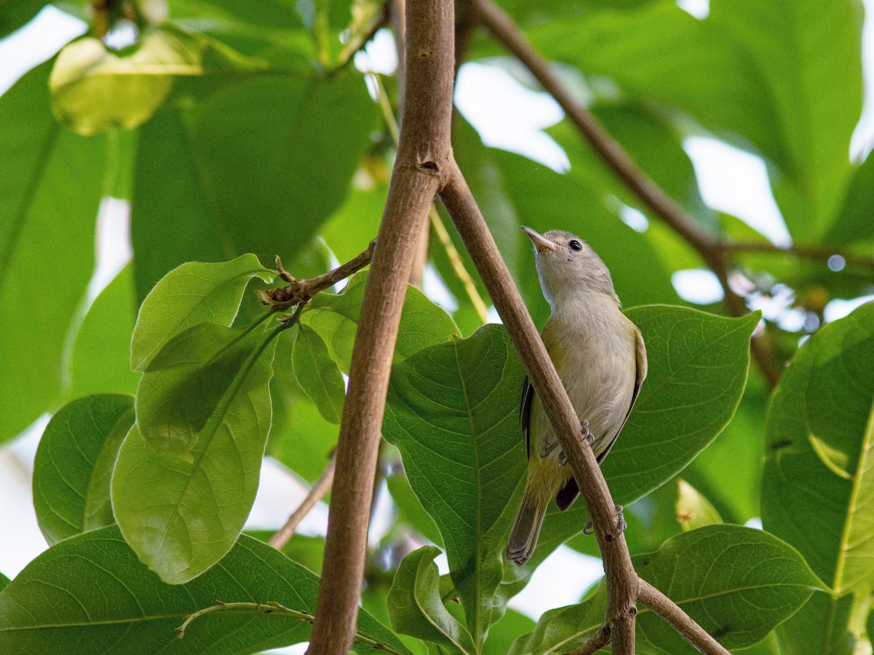 Lesser Greenlet - eBird