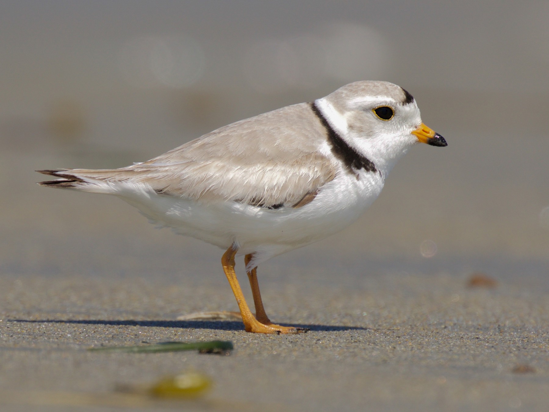 Piping Plover - eBird