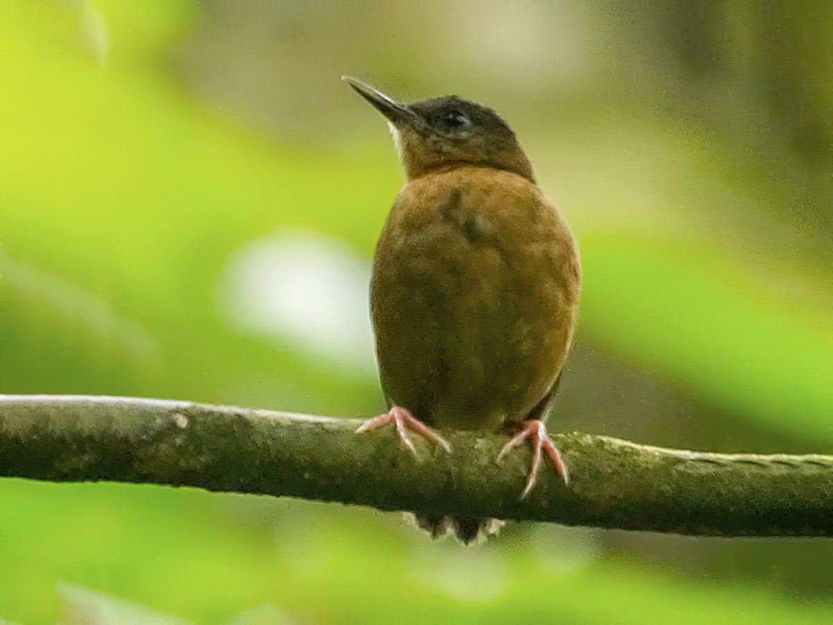 Sao Tome Short-tail - eBird