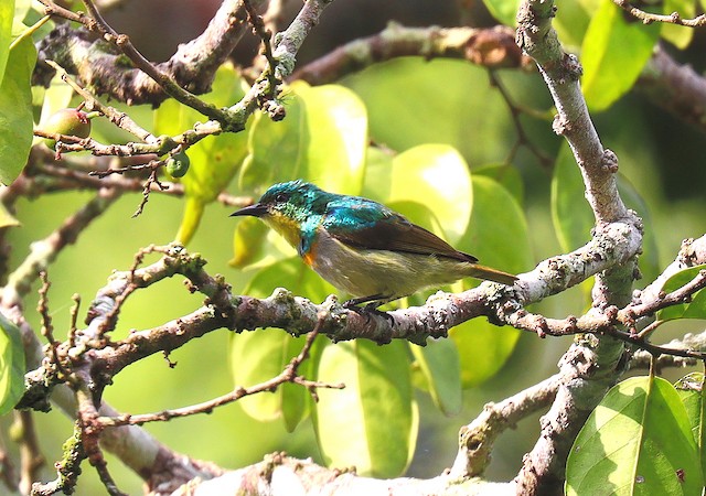 Photos - Yellow-chinned Sunbird - Anthreptes rectirostris - Birds of ...
