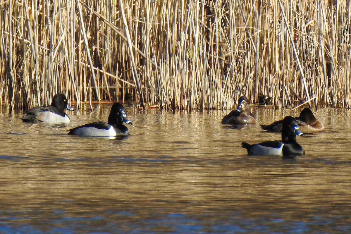eBird Checklist - 12 Dec 2021 - Ice House Pond, Montauk - 6 species