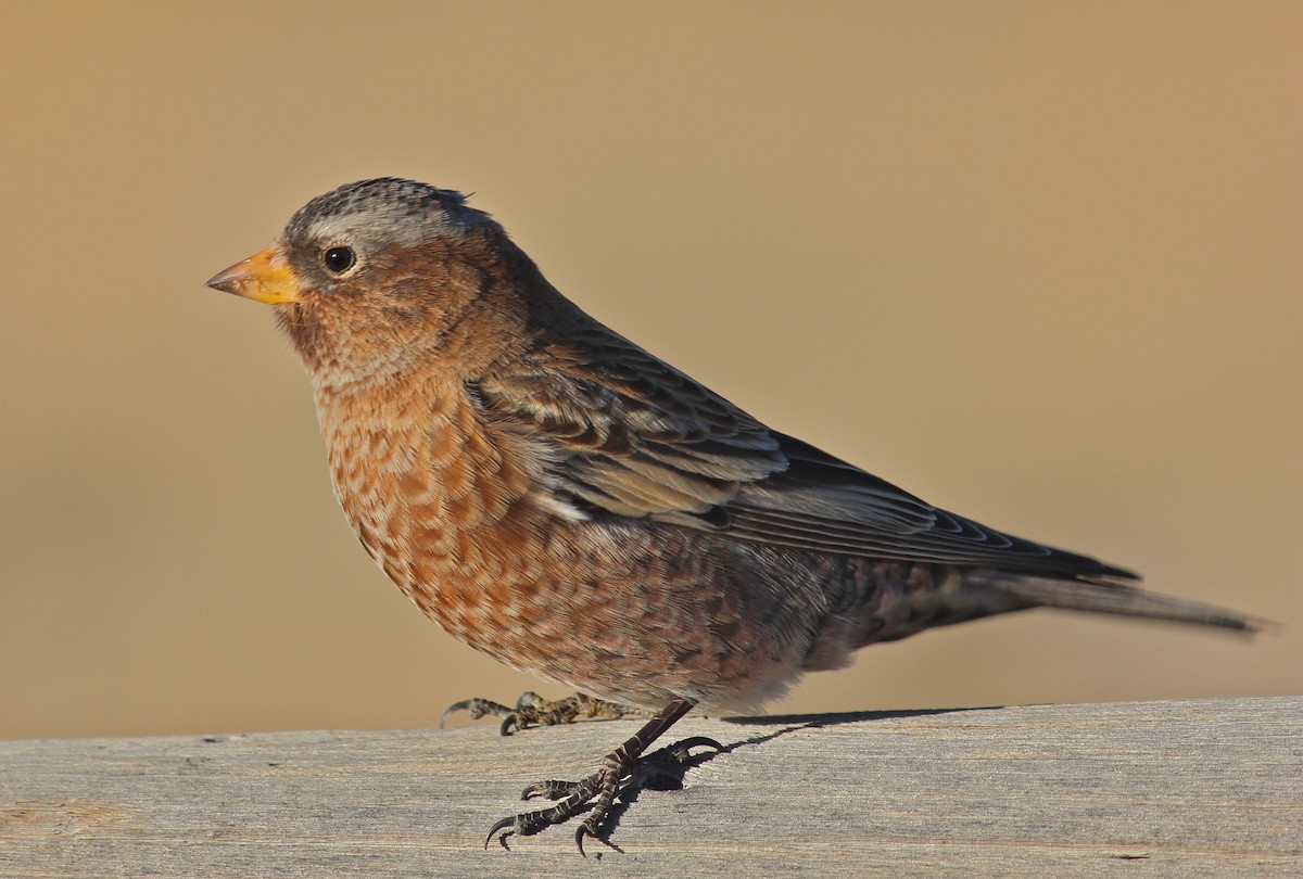 rosy-finch sp. - eBird