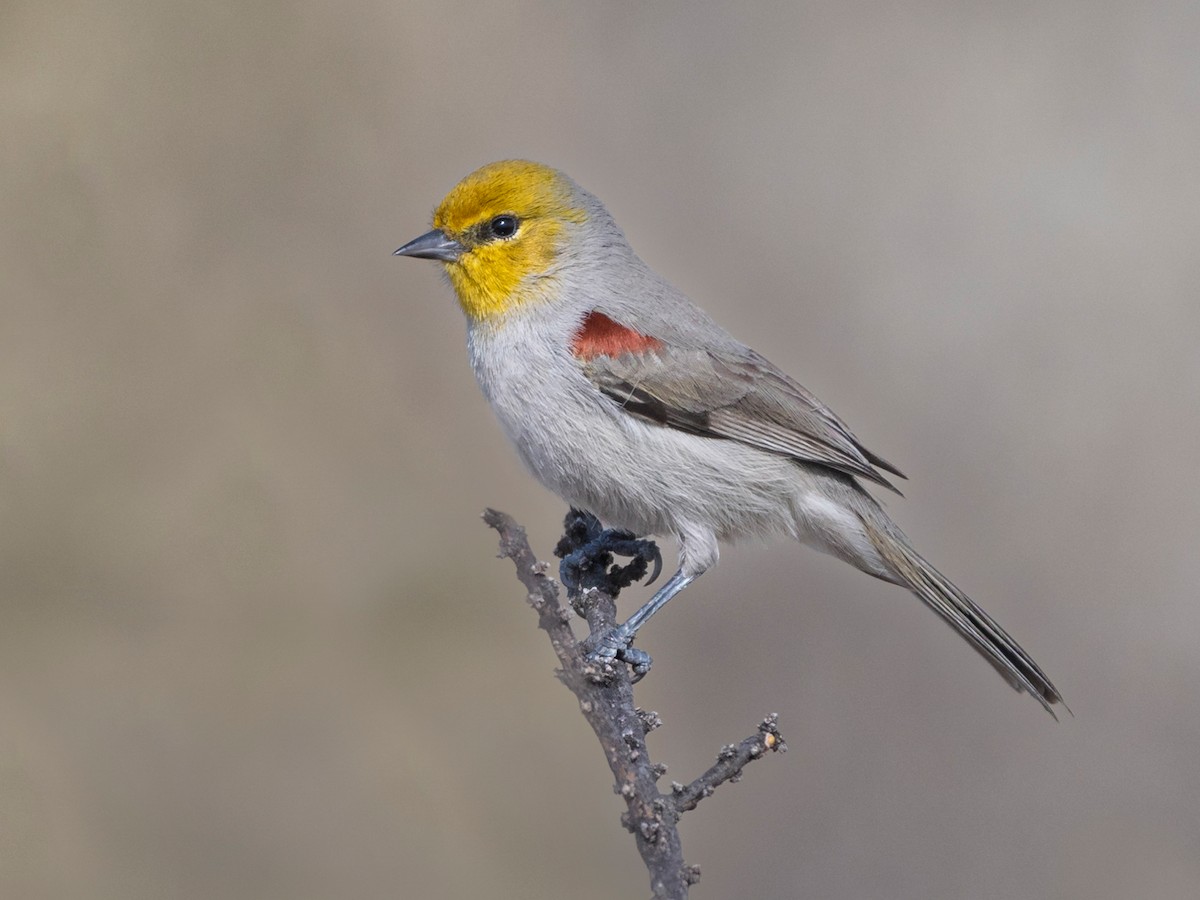 Verdin - Auriparus flaviceps - Birds of the World