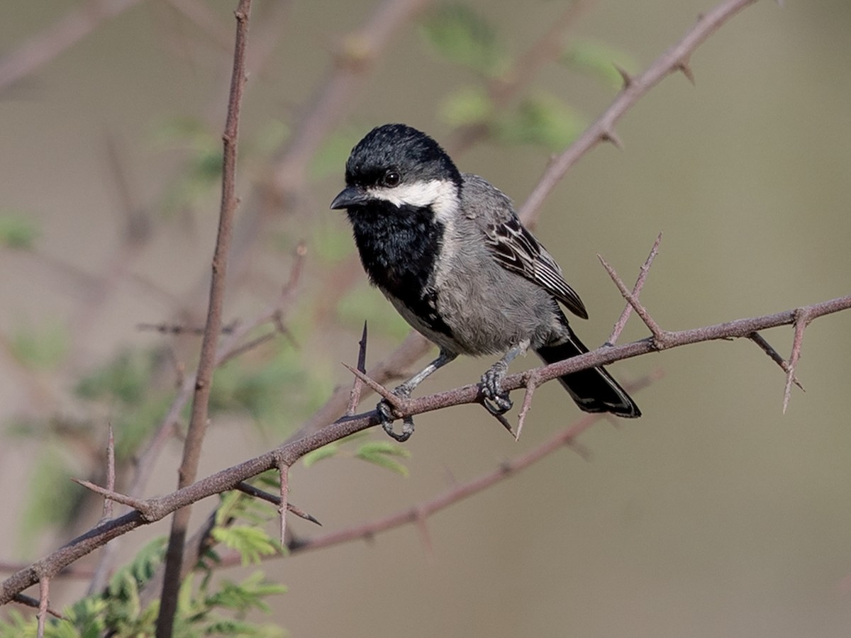 Ashy Tit - Melaniparus cinerascens - Birds of the World