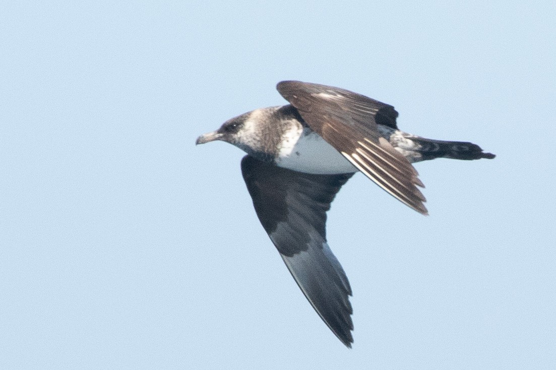 eBird Checklist - 10 Oct 2021 - Auto selected 36.81951, -122.14476 - 13 ...